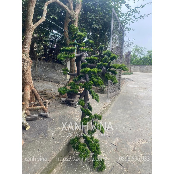 Cây tùng la hán giả