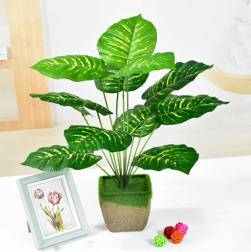 Cây thường xuân xanh để bàn