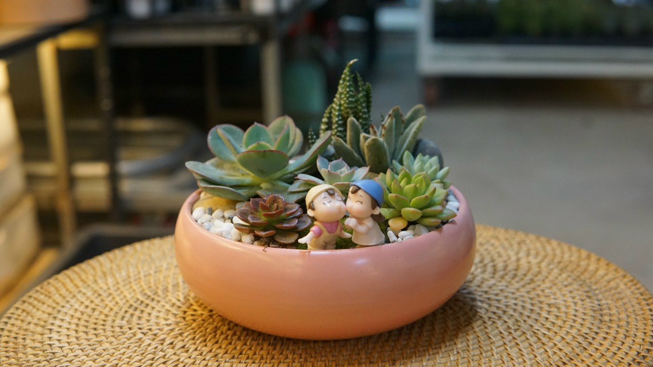 Chậu sen đá mini